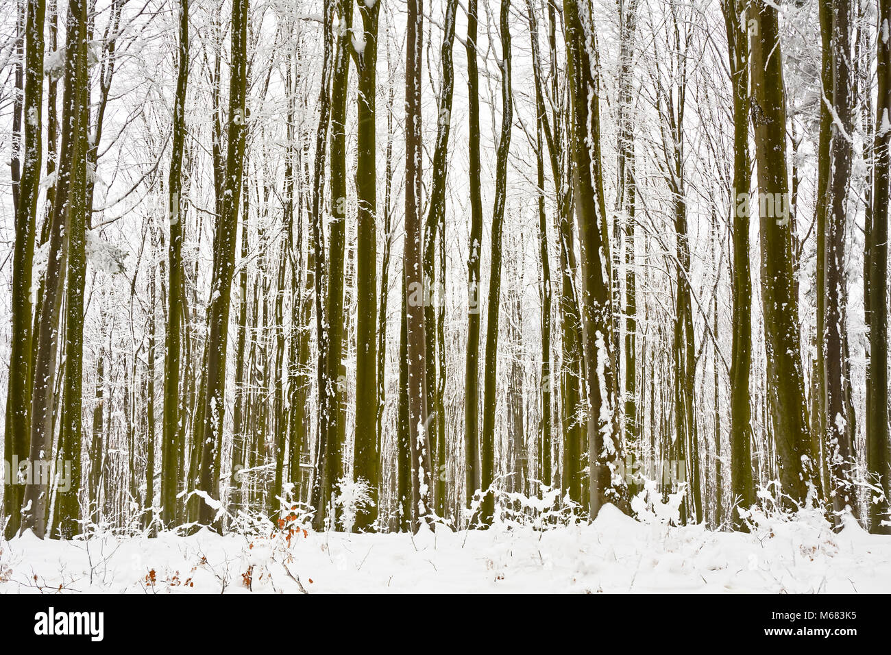 Beech tree winter hi-res stock photography and images - Alamy