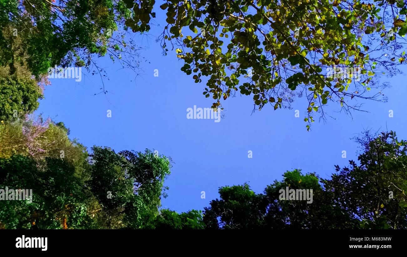 Looking up in Forest - Green Tree branches nature abstract Stock Photo ...