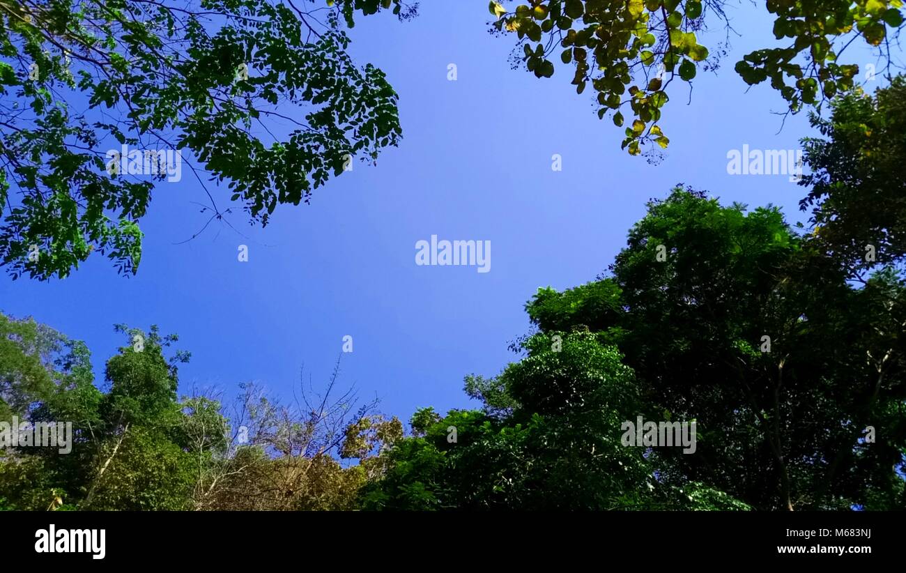 Looking up in Forest - Green Tree branches nature abstract Stock Photo ...