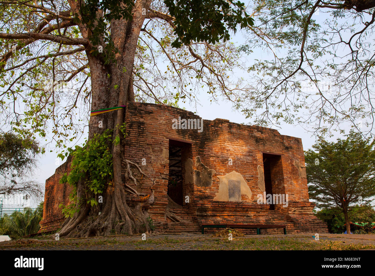Parasite tree at Wat Khun Inthapramun public temple in Thailand Stock ...