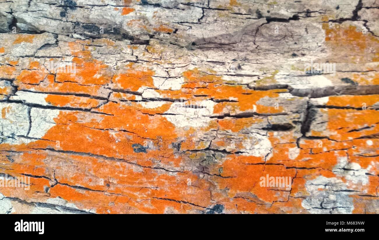 Algae texture hi-res stock photography and images - Alamy