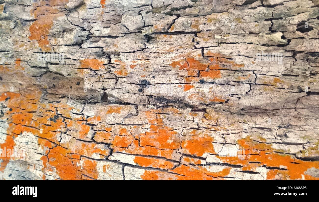 Algae texture hi-res stock photography and images - Alamy