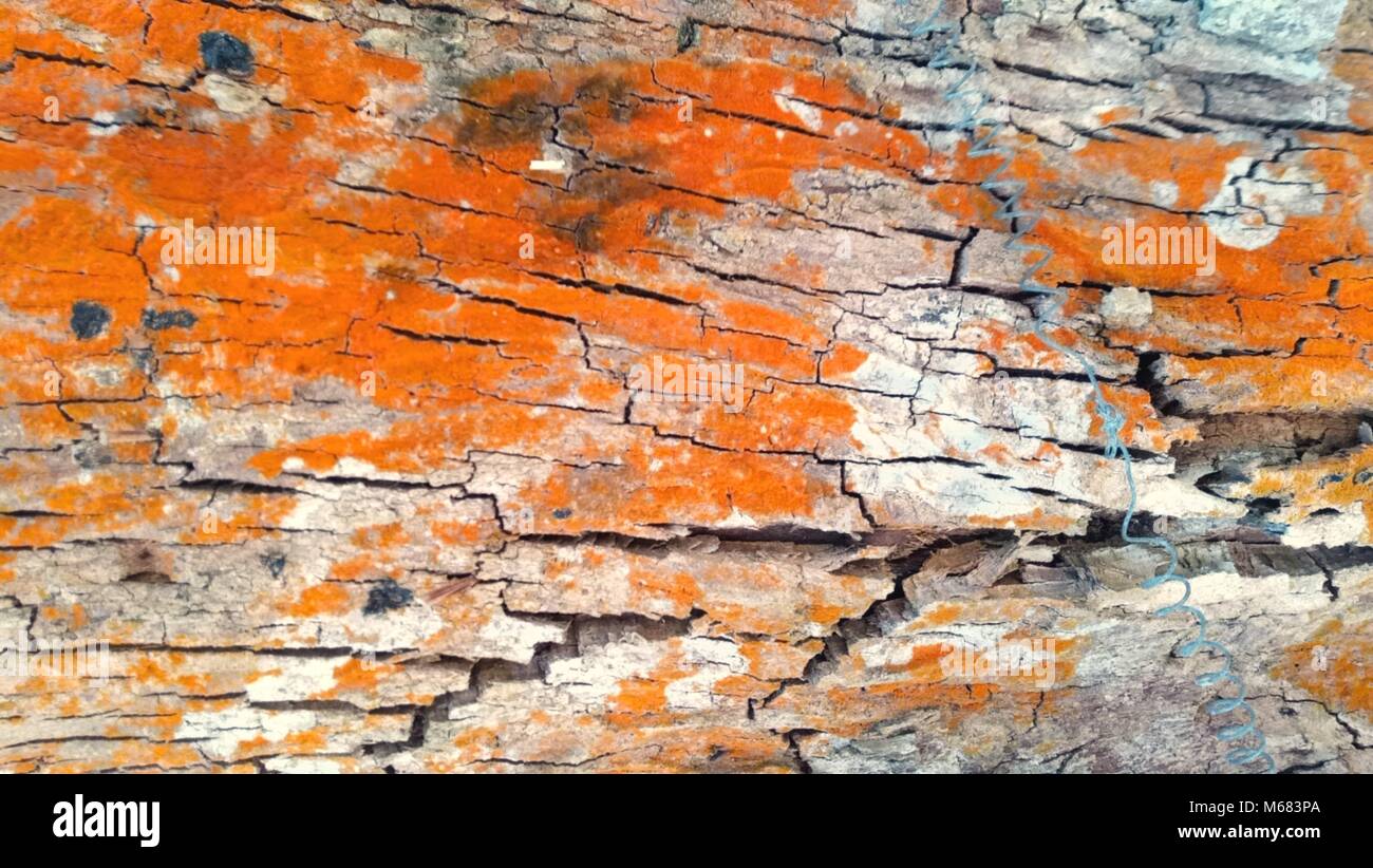 Algae texture hi-res stock photography and images - Alamy