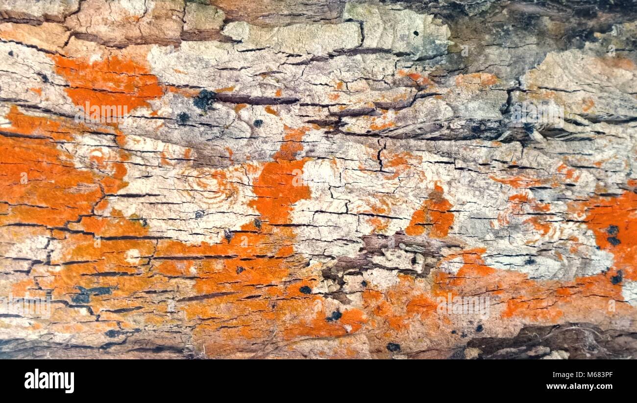 Algae texture hi-res stock photography and images - Alamy