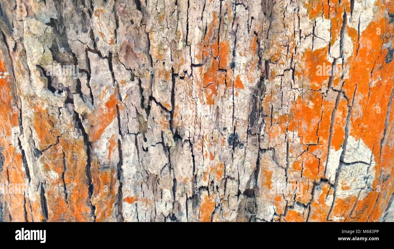 Algae texture hi-res stock photography and images - Alamy