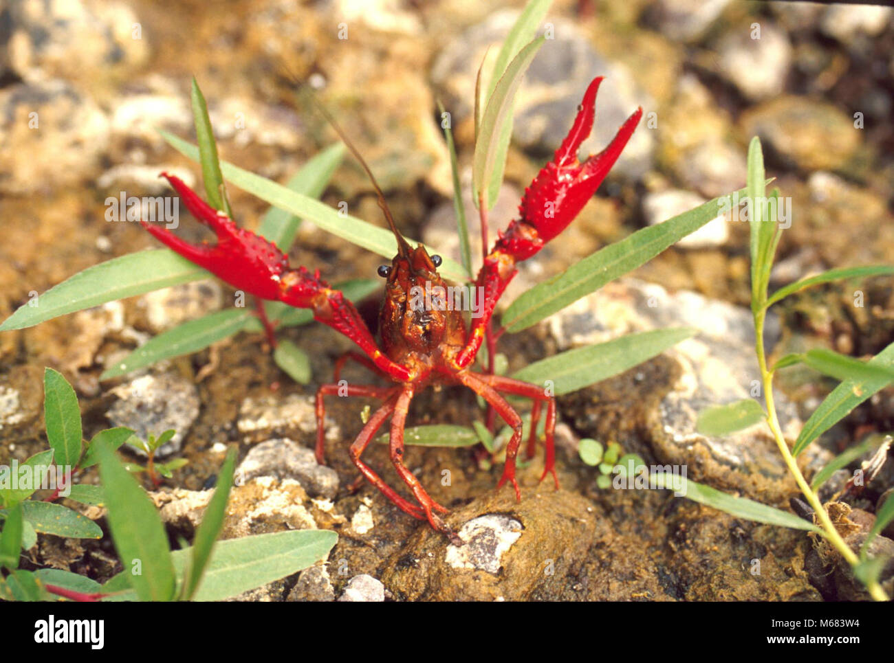 Red Swamp Crayfish. This non-native crayfish thrives in the waters of ...