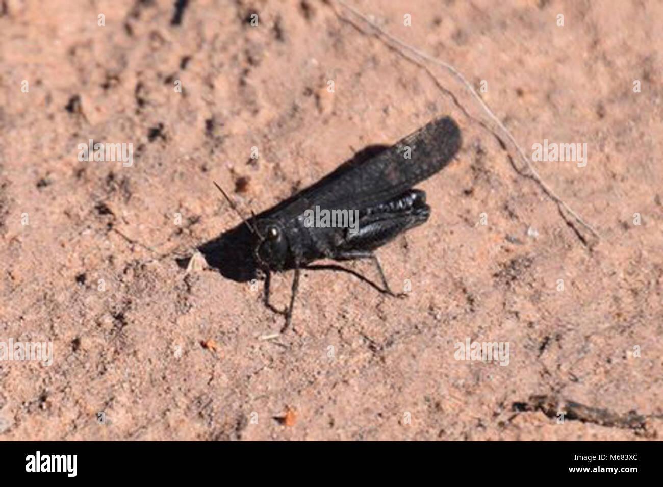Red-winged Grasshopper (Arphia pseudonietana Stock Photo - Alamy