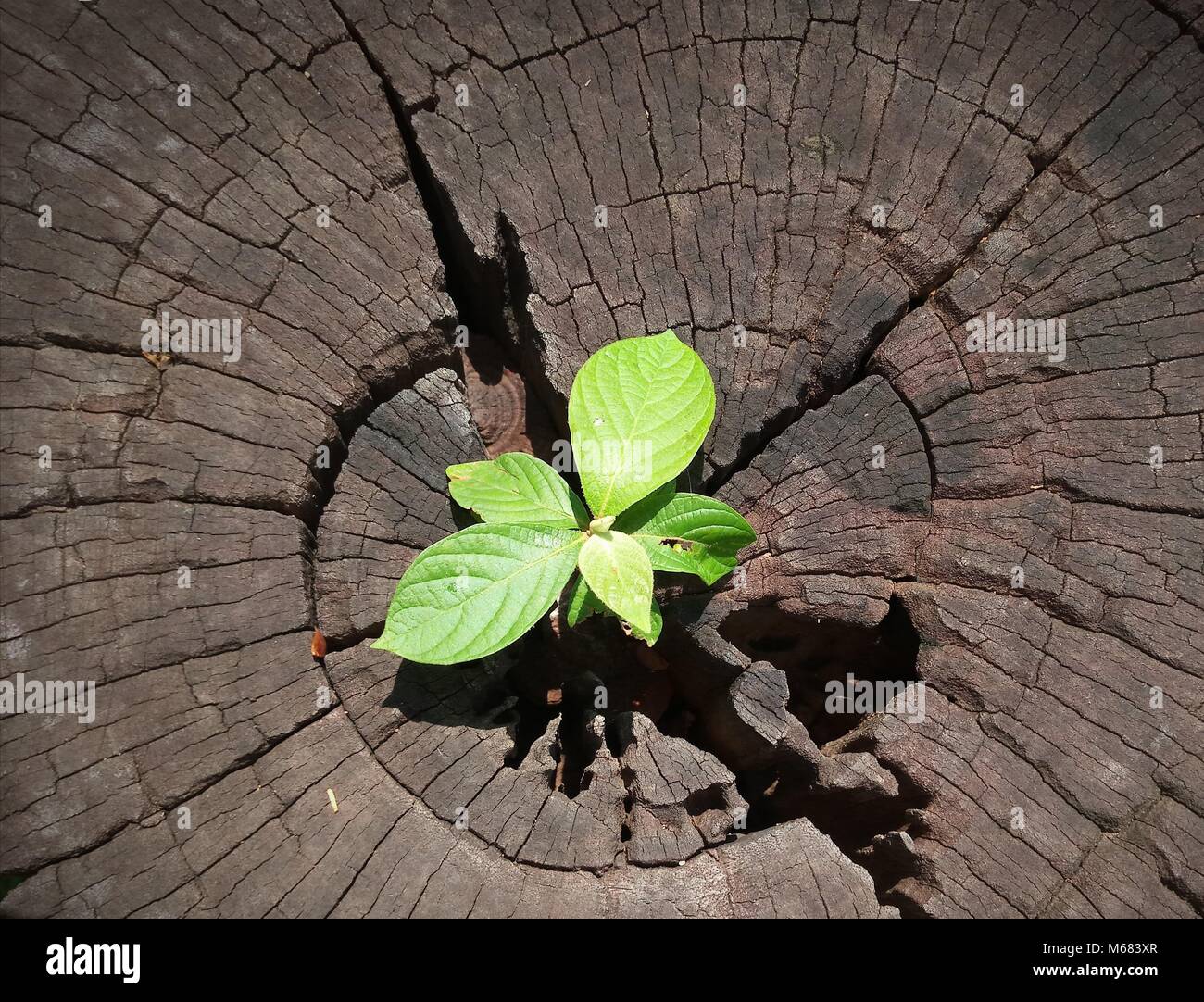 Plant growing through trunk of tree Stock Photo - Alamy