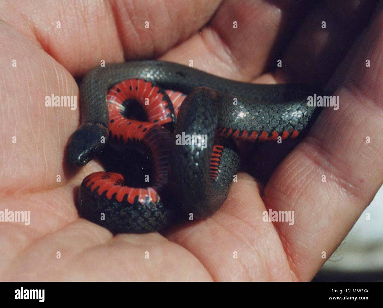 Ringneck snake hi-res stock photography and images - Alamy