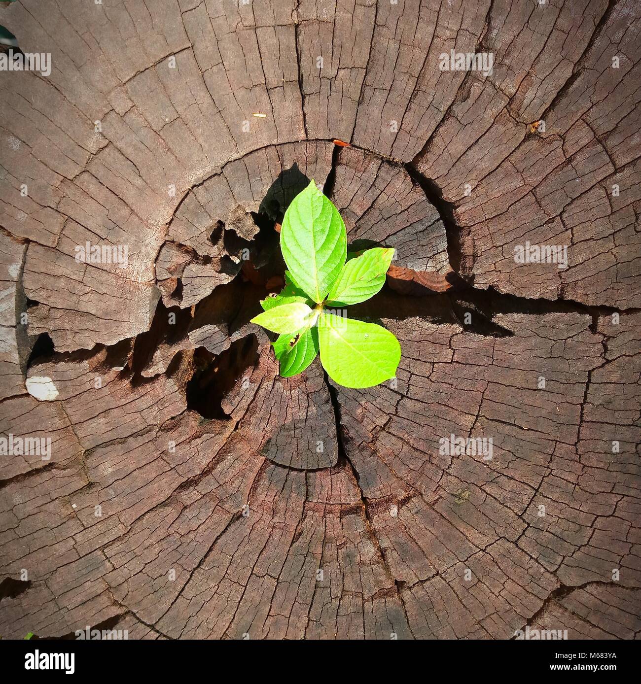 Plant growing through trunk of tree Stock Photo - Alamy