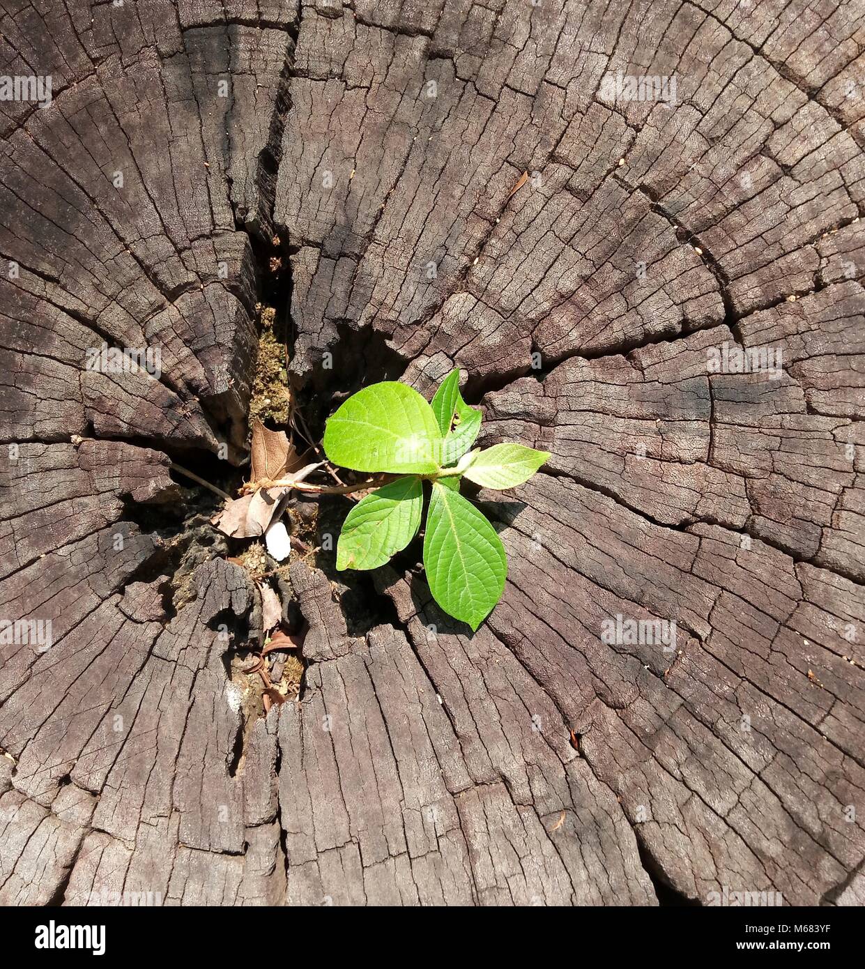 Plant growing through trunk of tree Stock Photo - Alamy