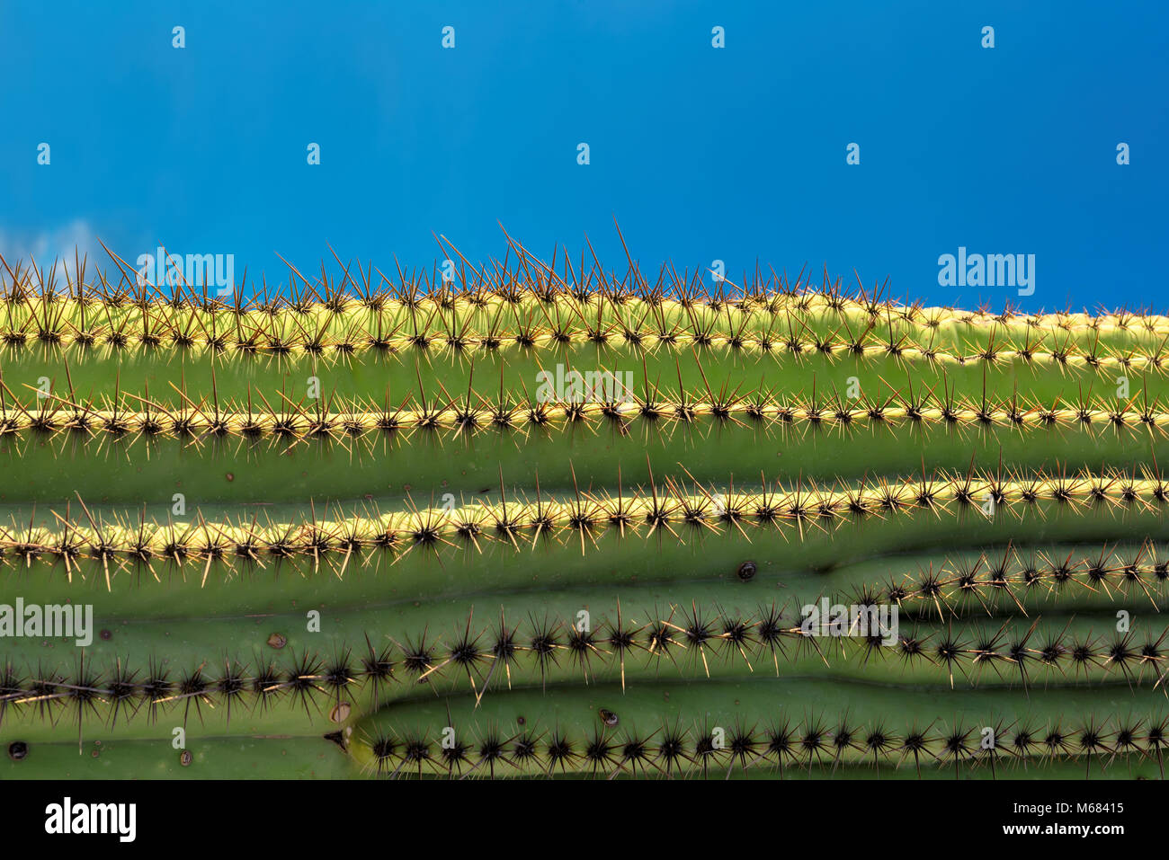 Ocotillo and saguaro cactus hi-res stock photography and images - Alamy