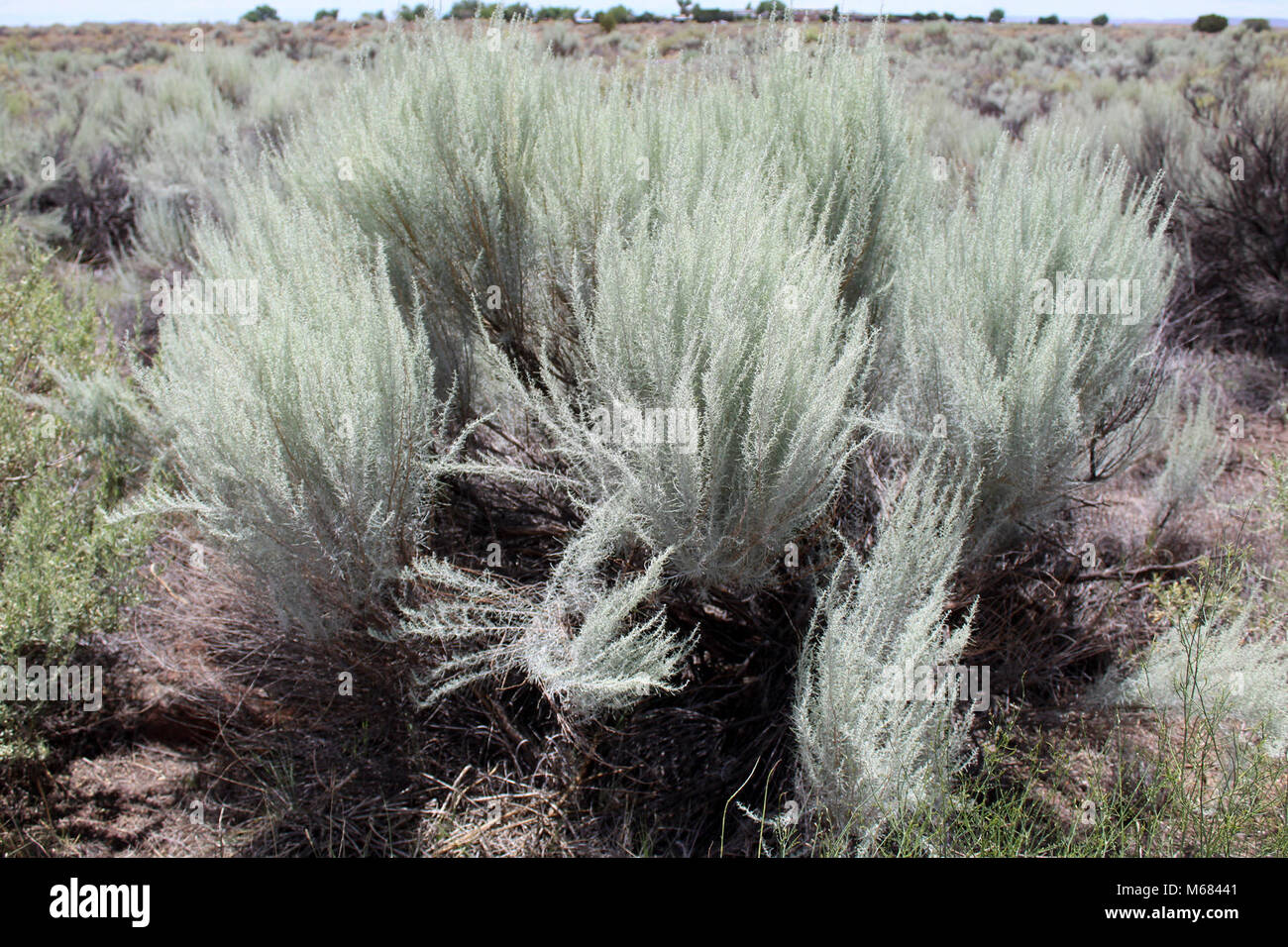Artemisia Filifolia