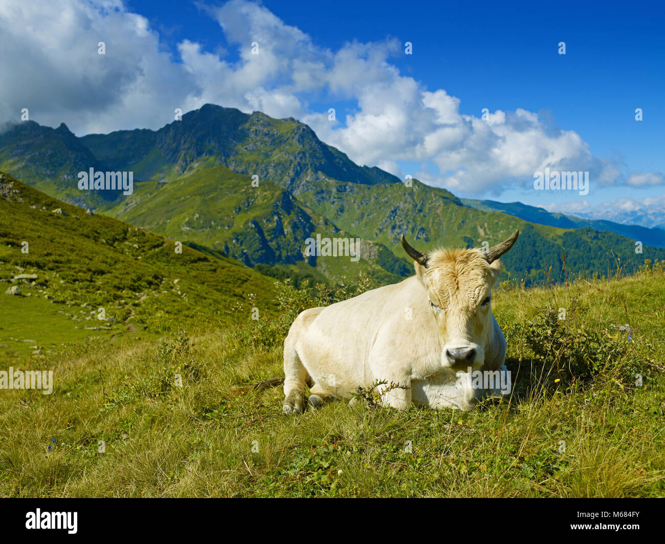 Cow in an alpine meadow in the Caucasian mountains Stock Photo - Alamy