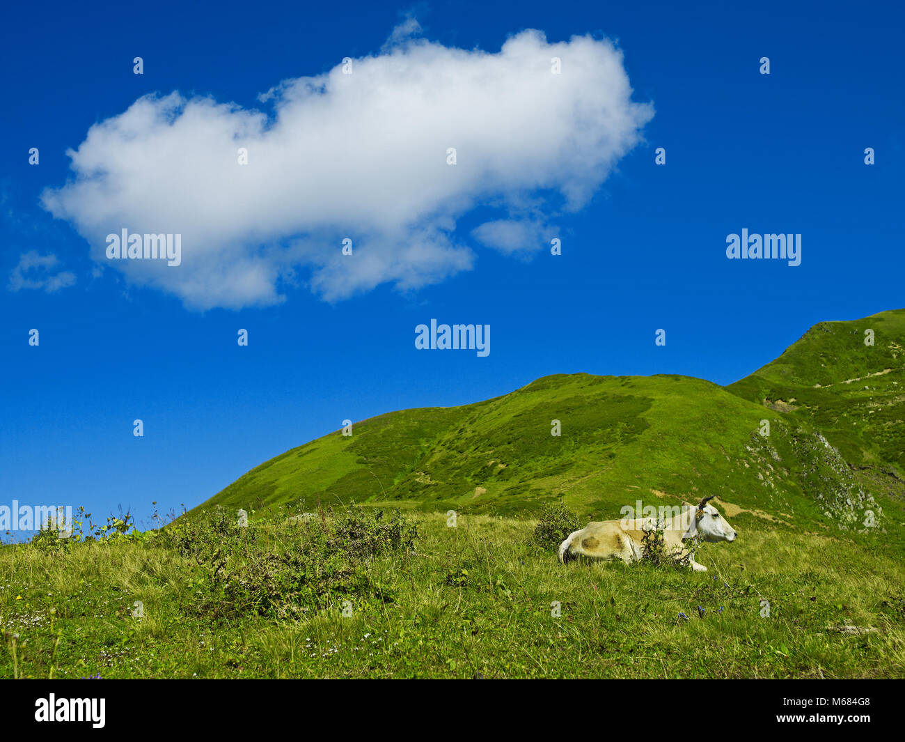Cow in an alpine meadow in the Caucasian mountains Stock Photo - Alamy