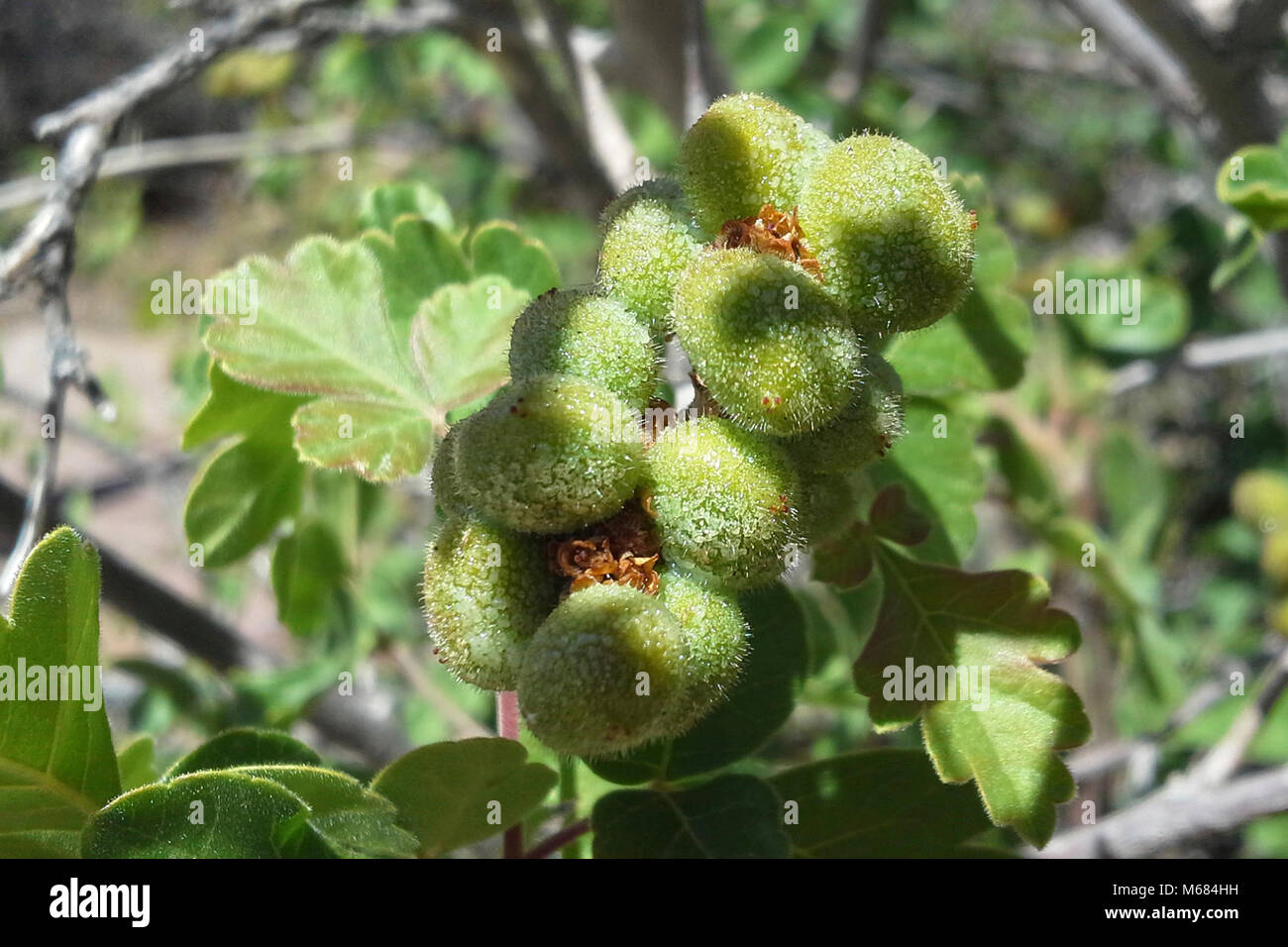 Rhus Trilobata Lemonade Berry Bush