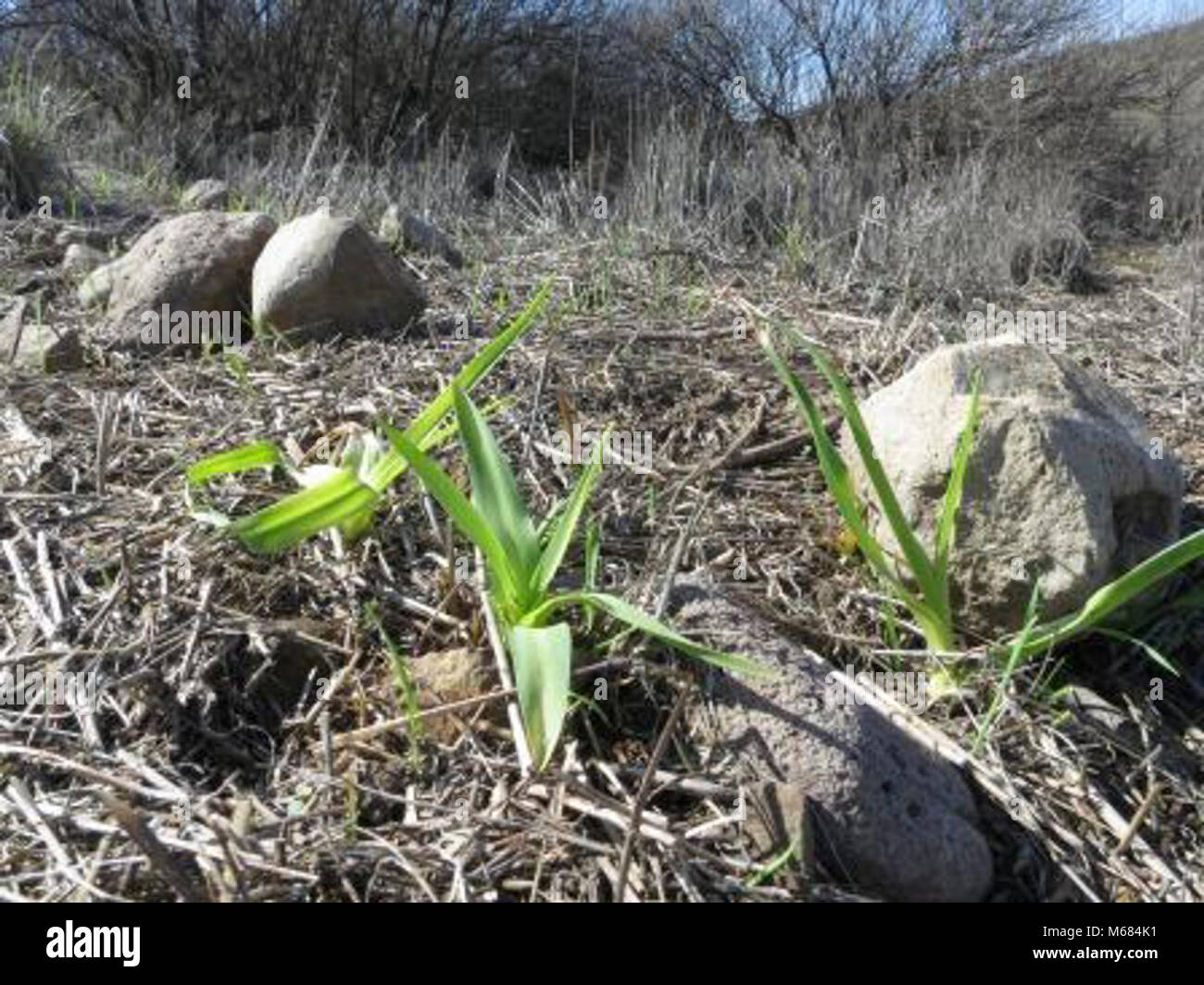 Soap Root Plants. Soap root plants sprouting on the side of a trail at ...