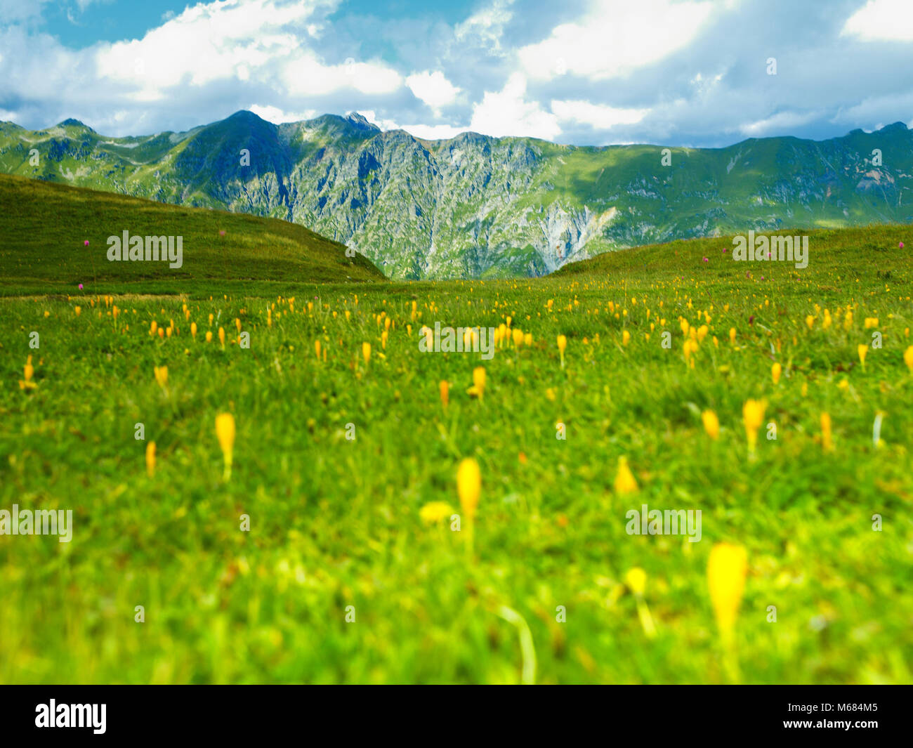 Landscape with yellow edelweiss in the Caucasus mountains Stock Photo ...