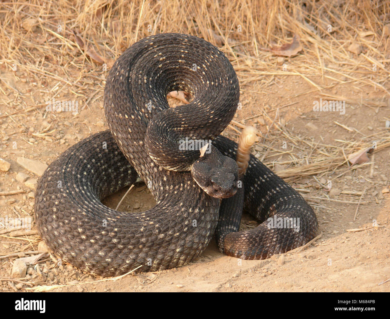 Southern Pacific Rattlesnake. A Southern Pacific rattlesnake displaying ...