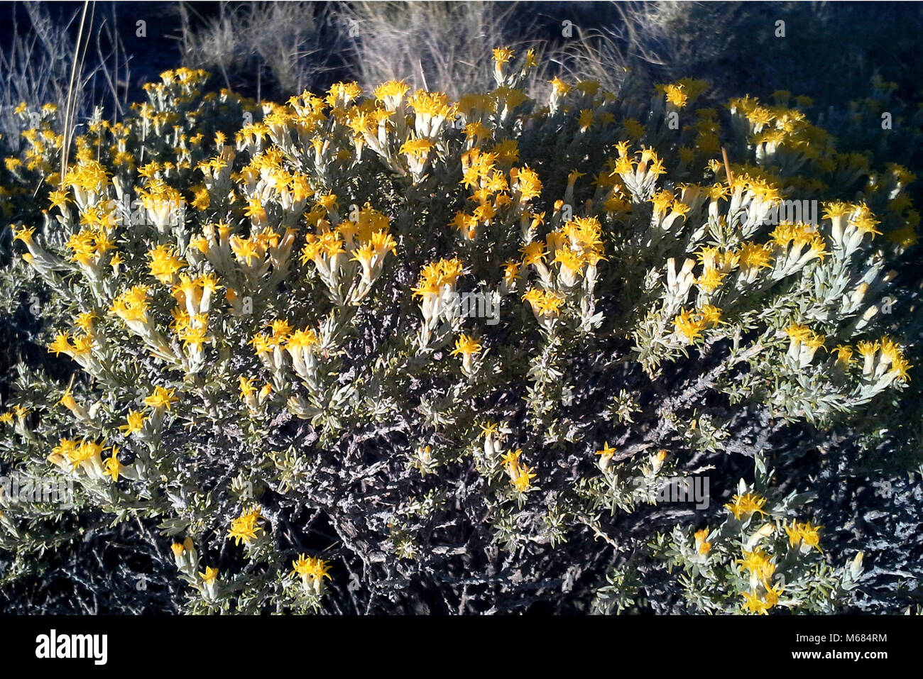Spineless Horsebrush (Tetradymia canescens Stock Photo - Alamy