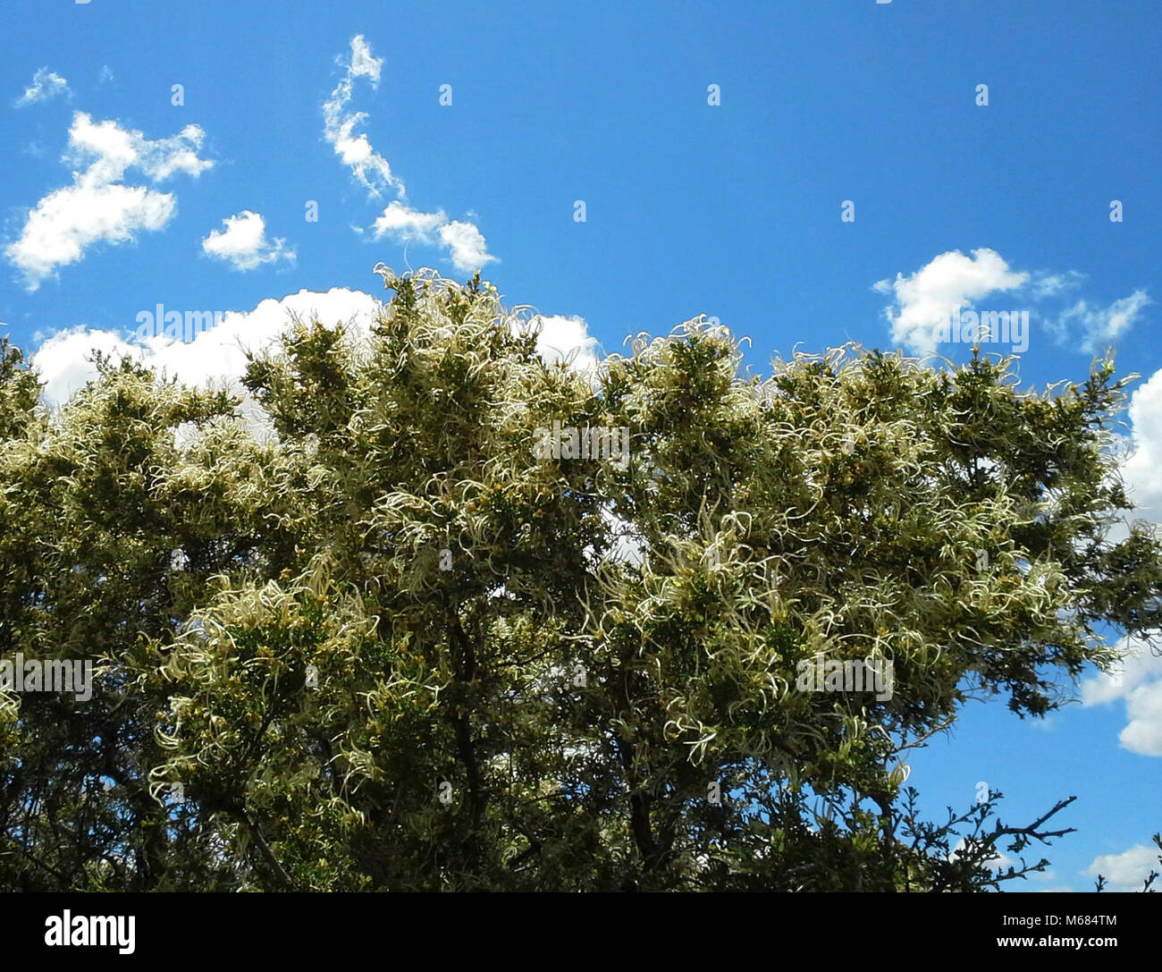 Stansbury cliffrose (Purshia stansburiana) in Seed Stock Photo - Alamy
