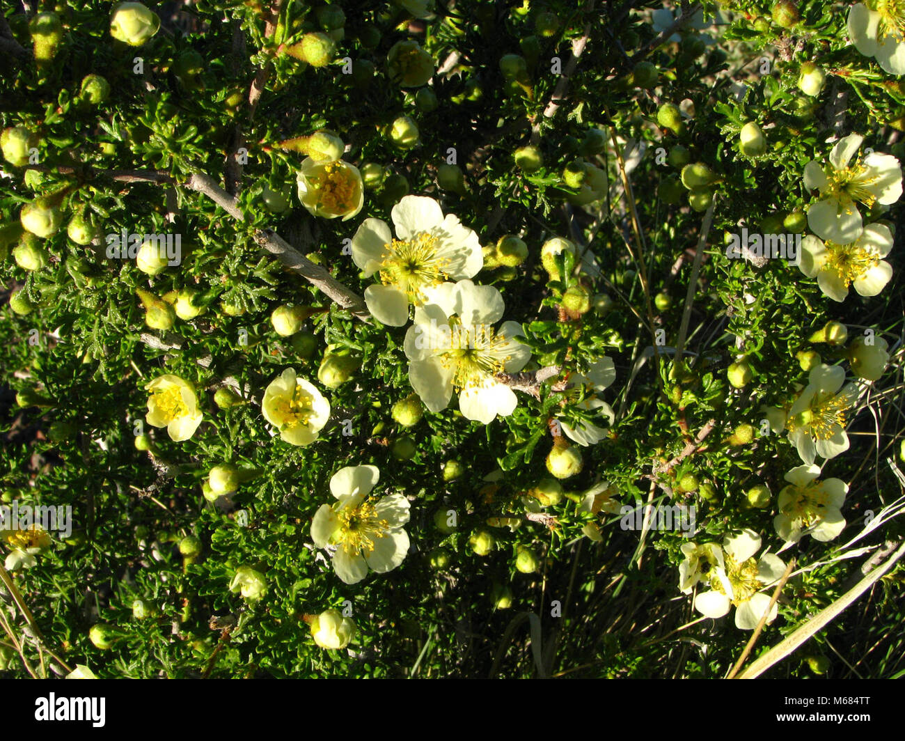Stansbury cliffrose (Purshia stansburiana Stock Photo - Alamy