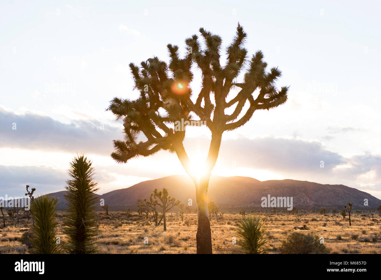 Sunset in Queen Valley Stock Photo - Alamy