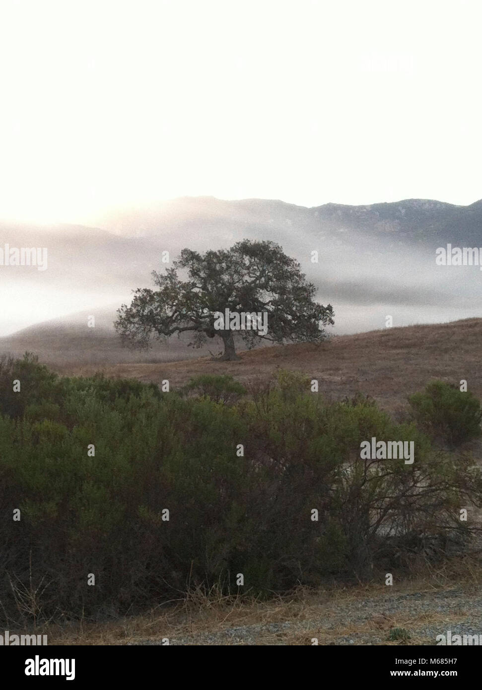 Valley Oak In the Mist. Quercus lobata Stock Photo - Alamy