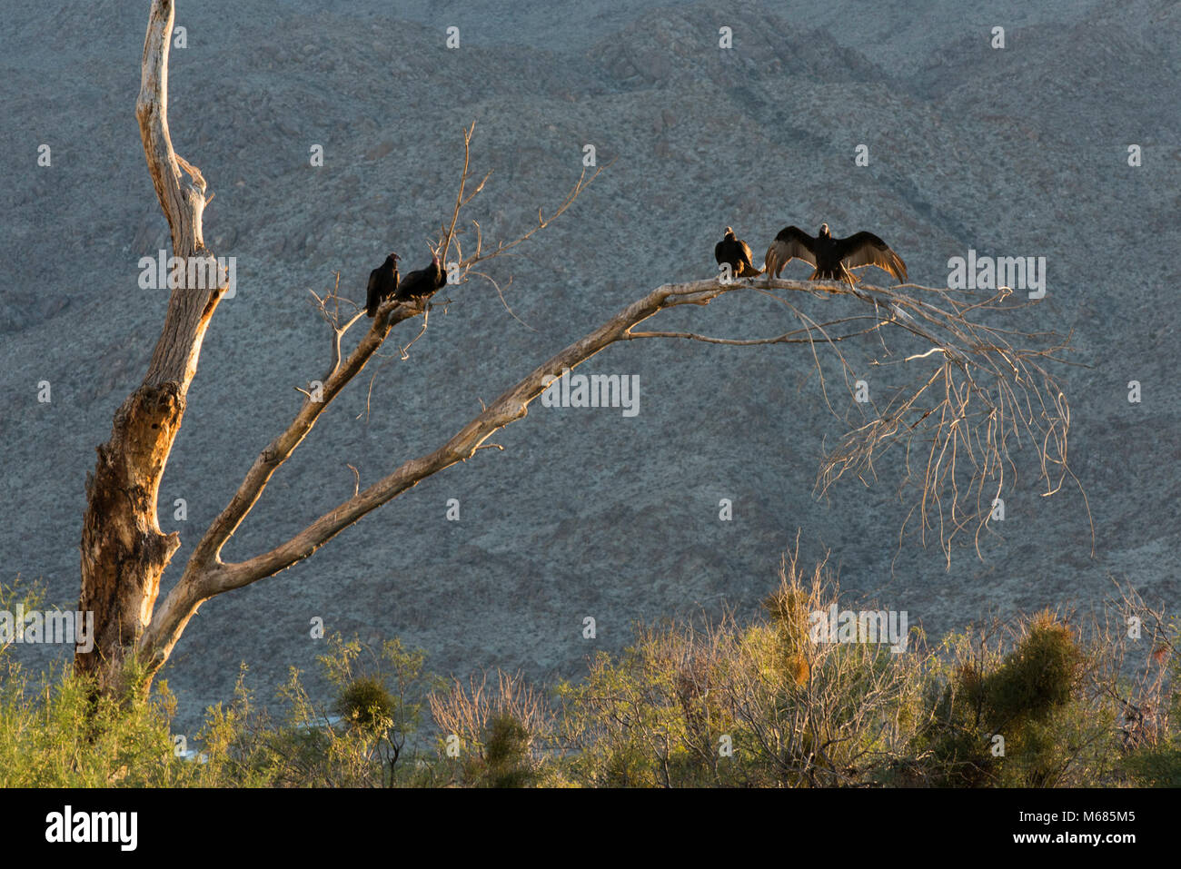 Vultures Roosting at Oasis of Mara; 10715 Stock Photo - Alamy