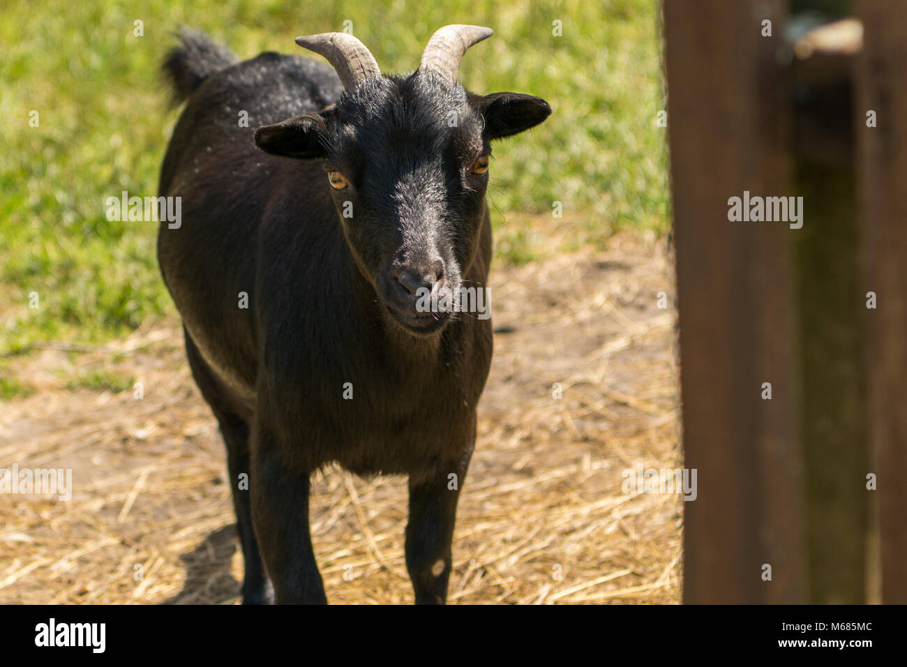 Black goat horns hi-res stock photography and images - Alamy