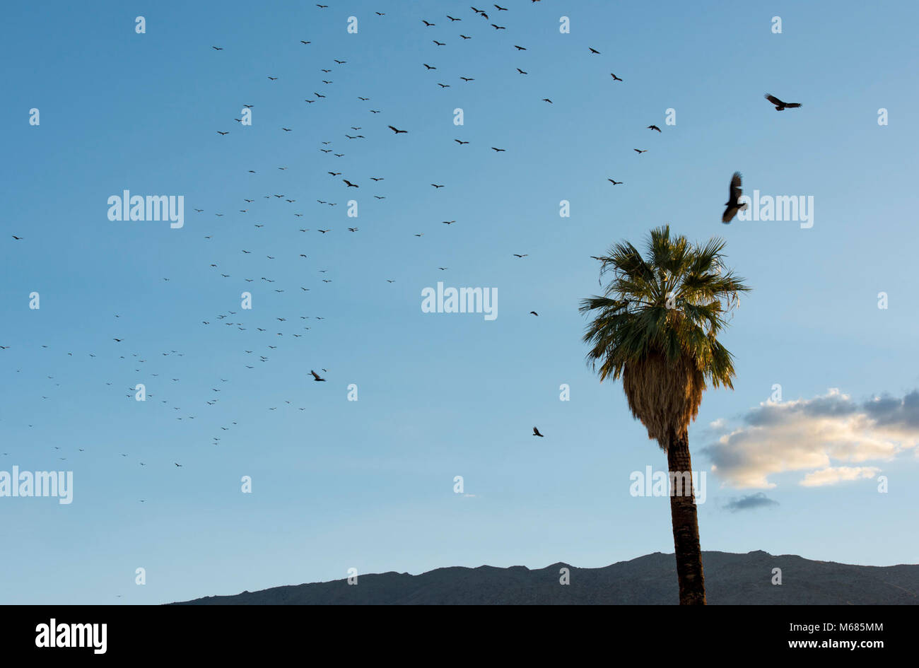 Vultures Roosting at Oasis of Mara; 10715 Stock Photo - Alamy