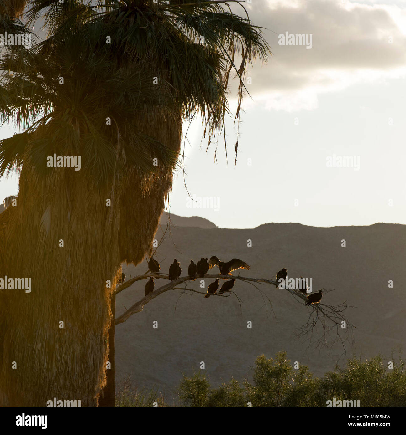 Vultures Roosting at Oasis of Mara; 10715 Stock Photo - Alamy