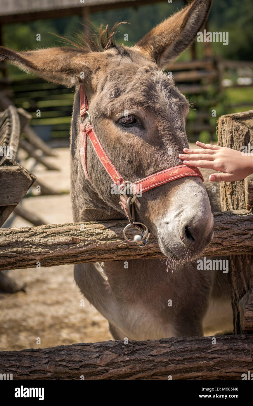 Beautiful donkey in various positions Stock Photo - Alamy