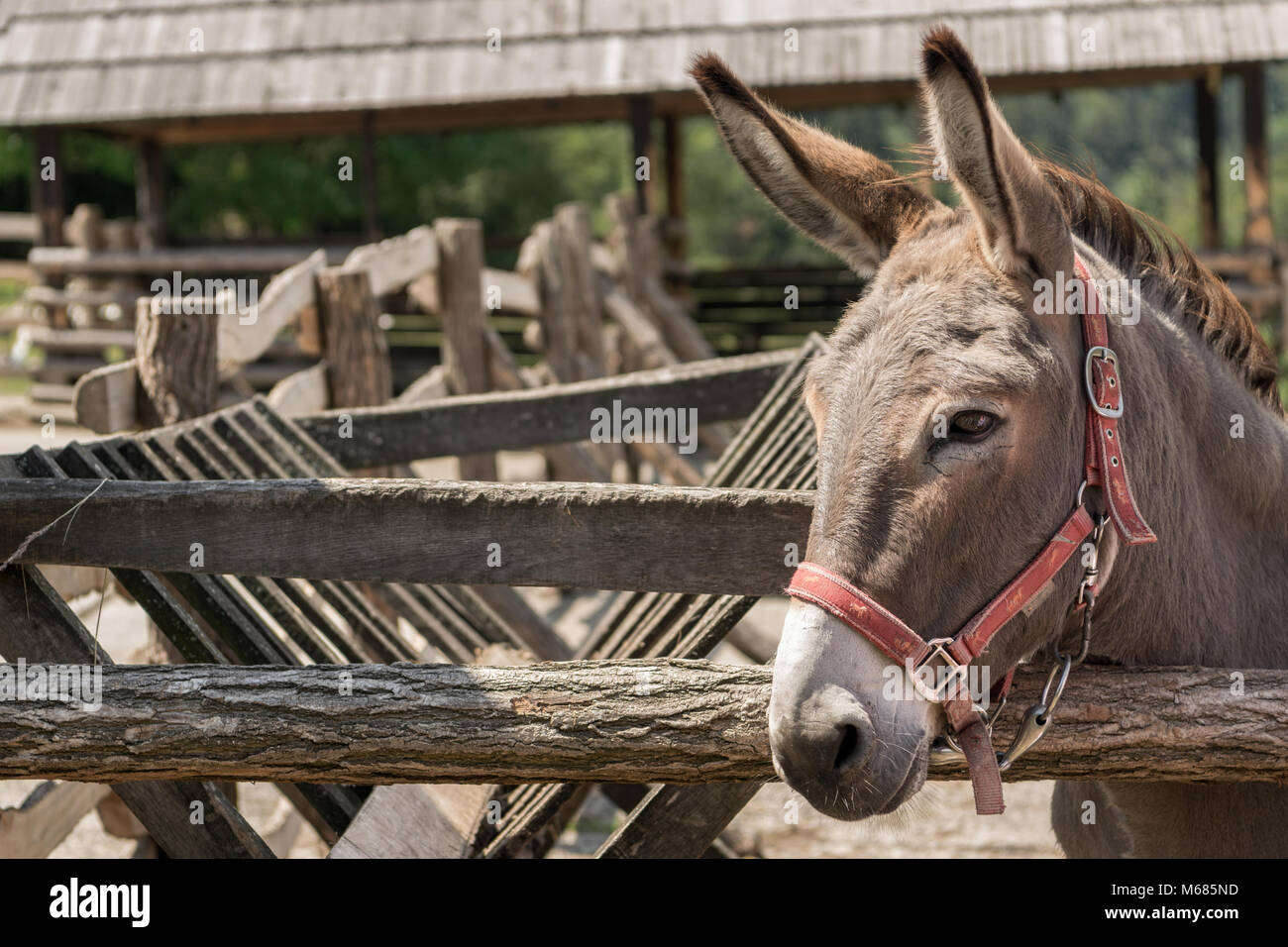 Beautiful donkey in various positions Stock Photo - Alamy