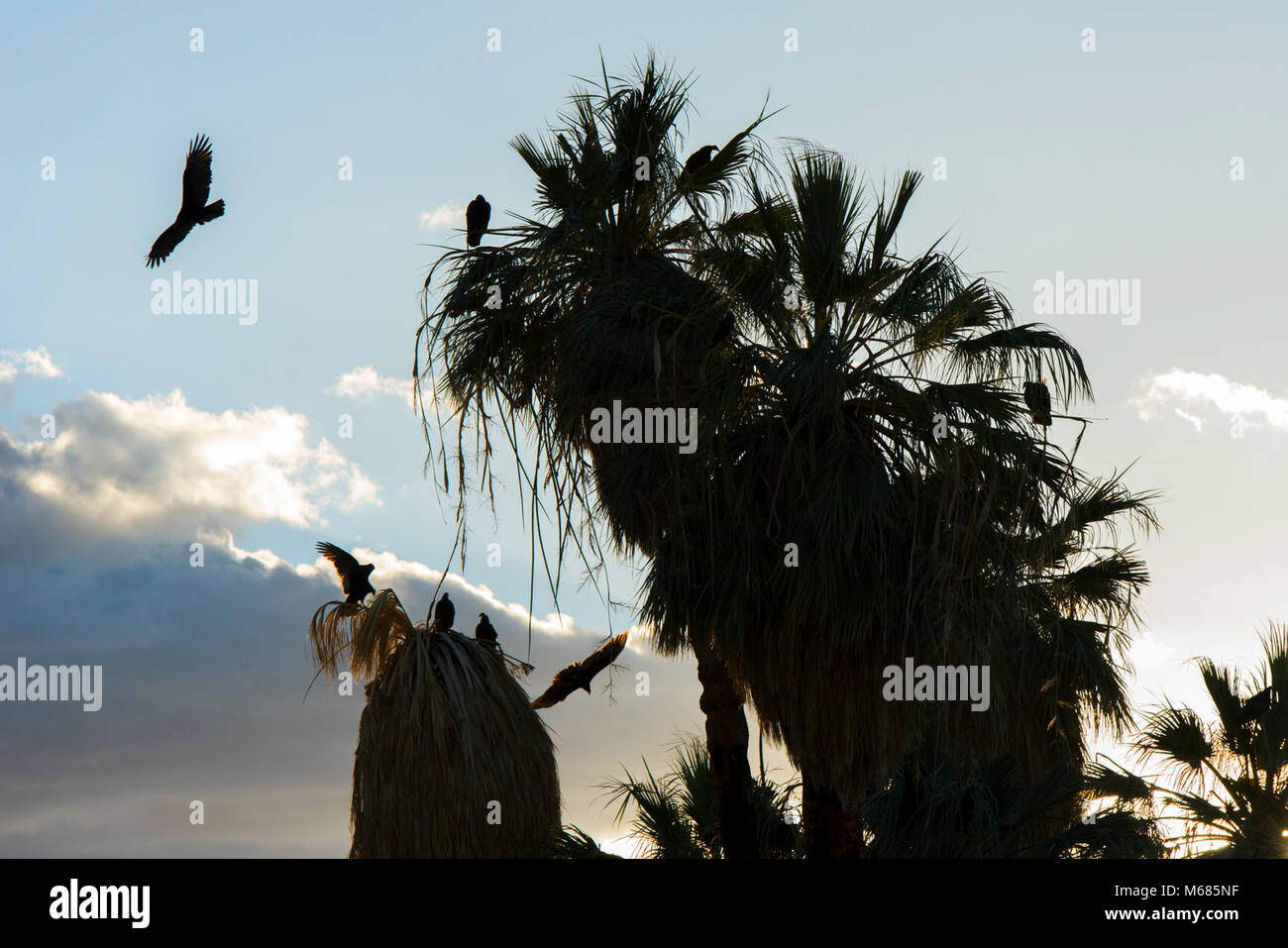 Vultures Roosting at Oasis of Mara; 10715 Stock Photo - Alamy