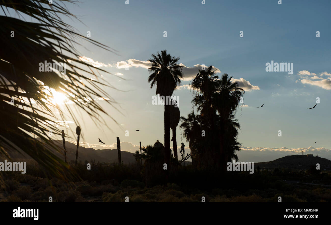 Vultures roosting at Oasis of Mara; 10715 Stock Photo - Alamy