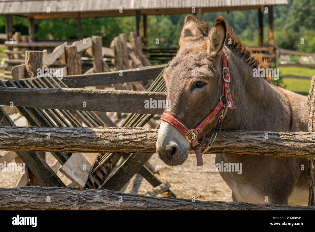 Beautiful donkey in various positions Stock Photo - Alamy