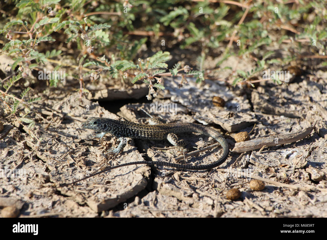California whiptail hi-res stock photography and images - Alamy