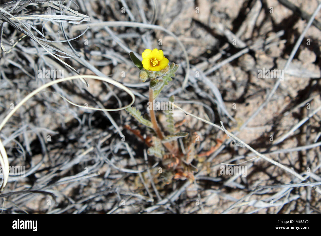 Whitestem blazingstar (Mentzelia albicaulis Stock Photo - Alamy