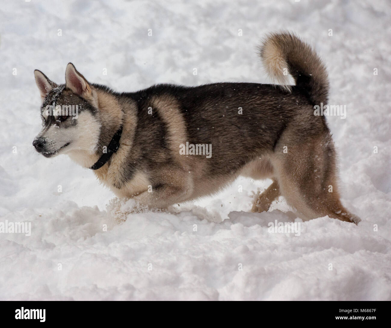 Husky dog digging hi-res stock photography and images - Alamy