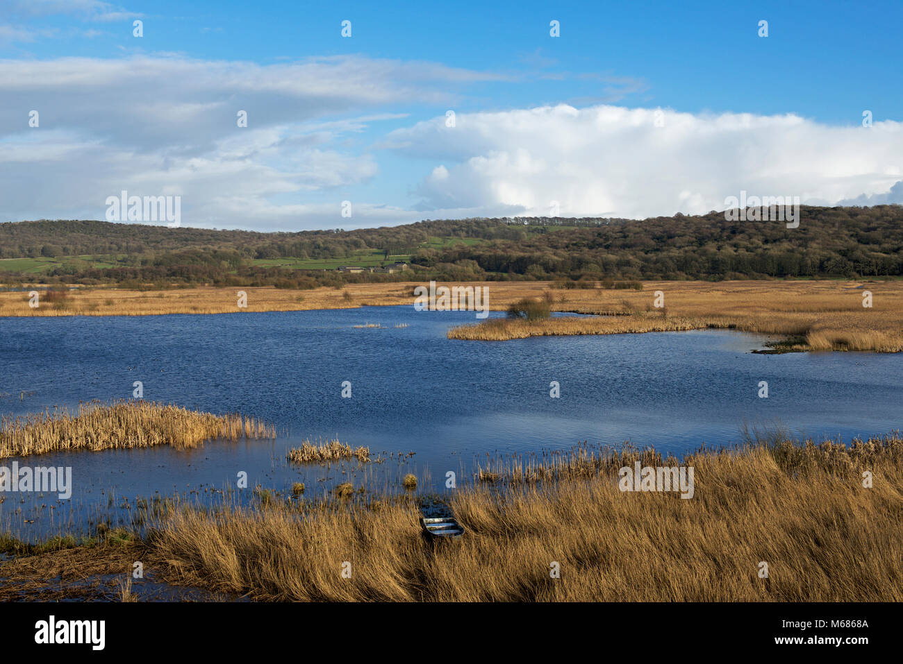 Leighton moss rspb reserve hi-res stock photography and images - Alamy