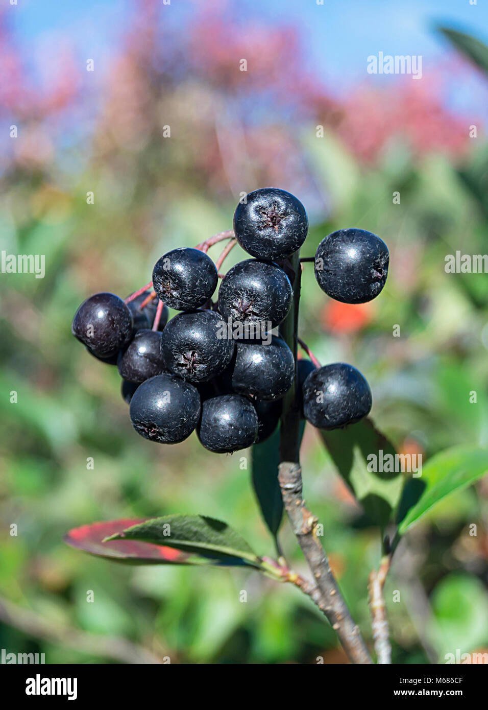 Branch of black rowanberry on beautiful background from autumn sheet ...