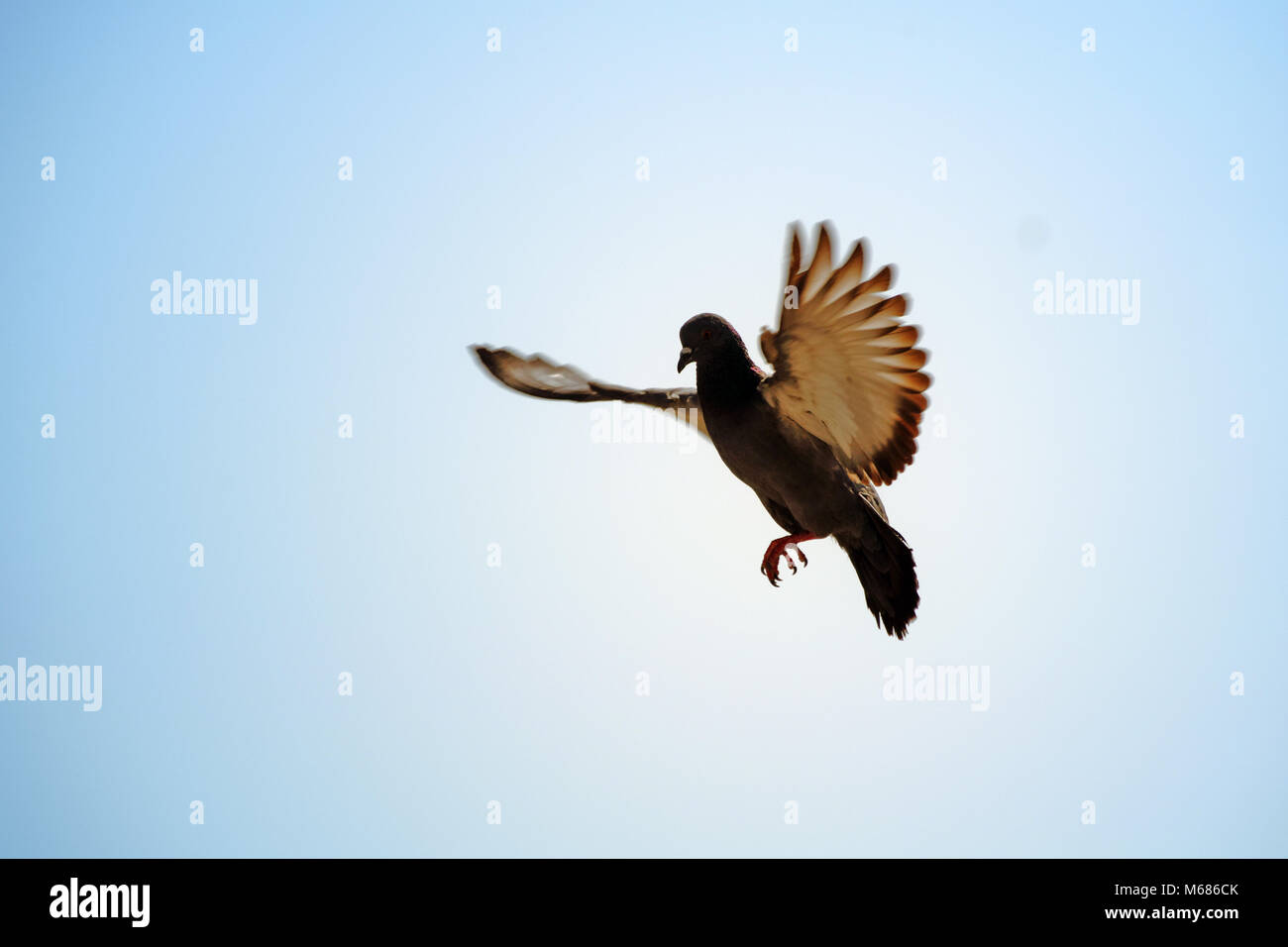 pigeons flying in clean blue sky Stock Photo - Alamy