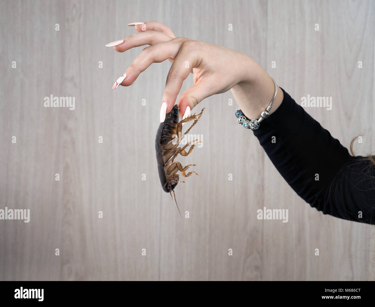 Fingers of a female hand with disgust holding a big nasty cockroach ...