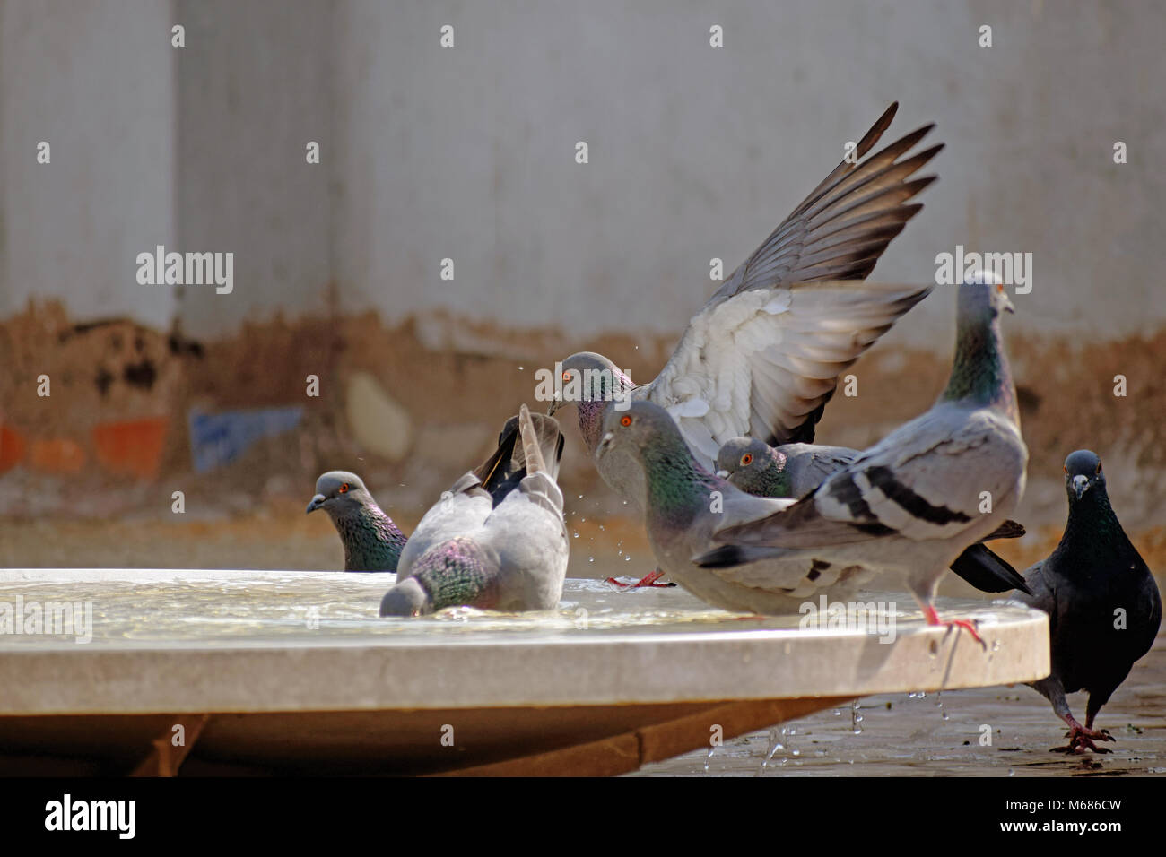 Pigeon diving hi-res stock photography and images - Alamy