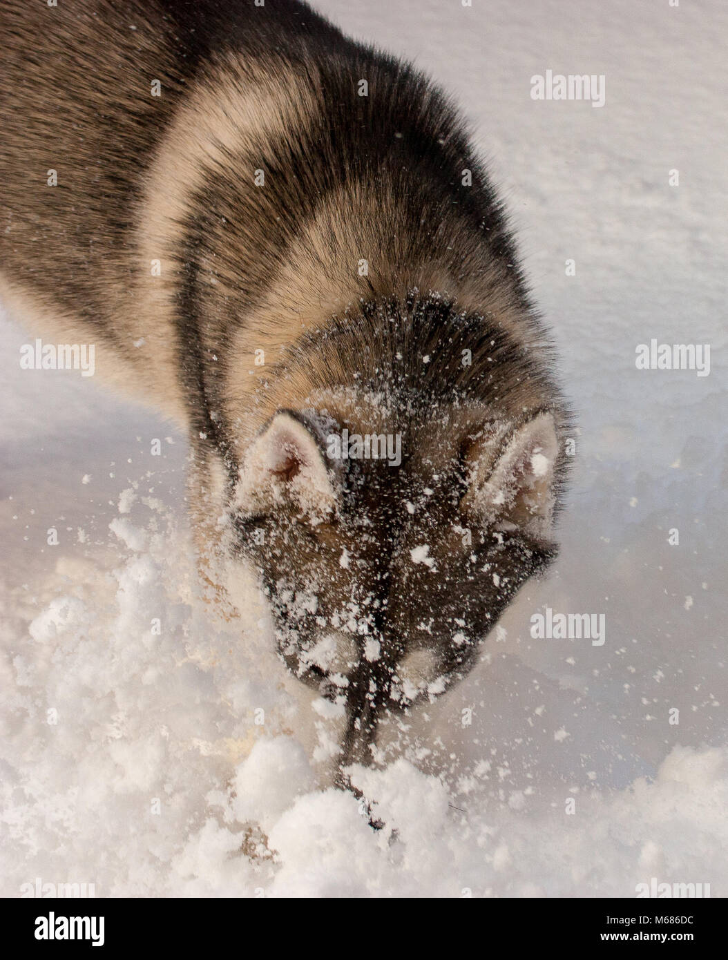 Husky digging snow hi-res stock photography and images - Alamy