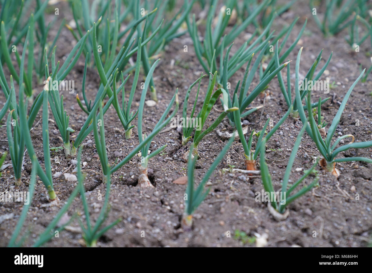 Young spring onions growing on cracked soil in a garden Stock Photo - Alamy