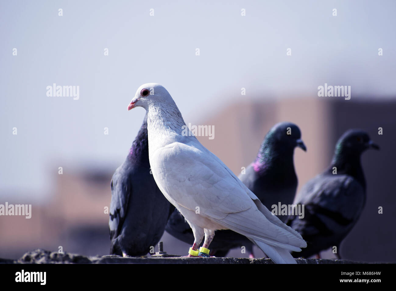 Pigeons love hi-res stock photography and images - Alamy