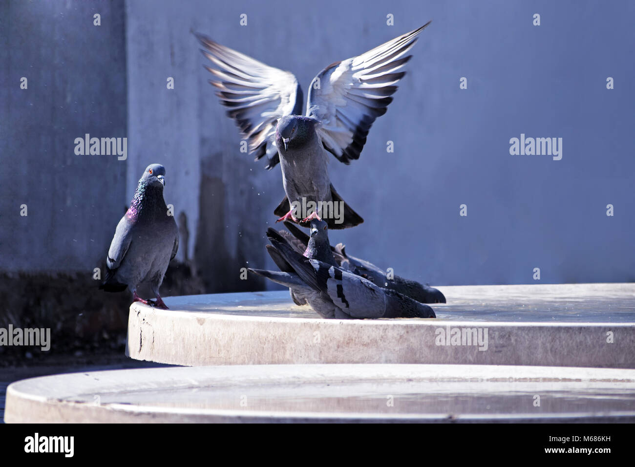 Bird dive in water hi-res stock photography and images - Alamy