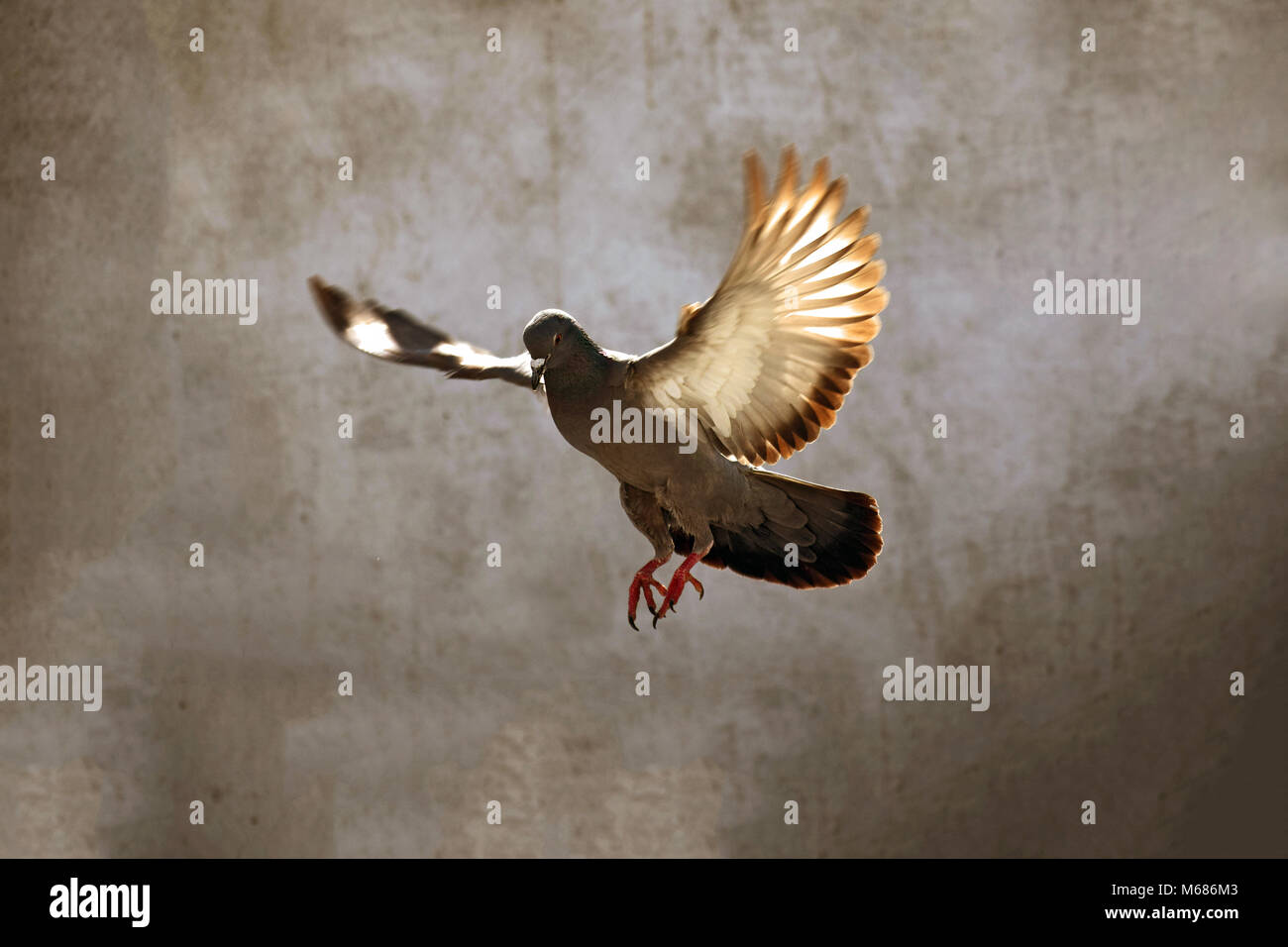 pigeons flying in clean blue sky Stock Photo - Alamy